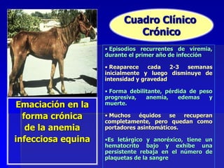 ANEMIA INFECCIOSA EQUINA.ppt