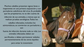 ANEMIA INFECCIOSA EQUINA.pptxTRABAJO PP | PPTX