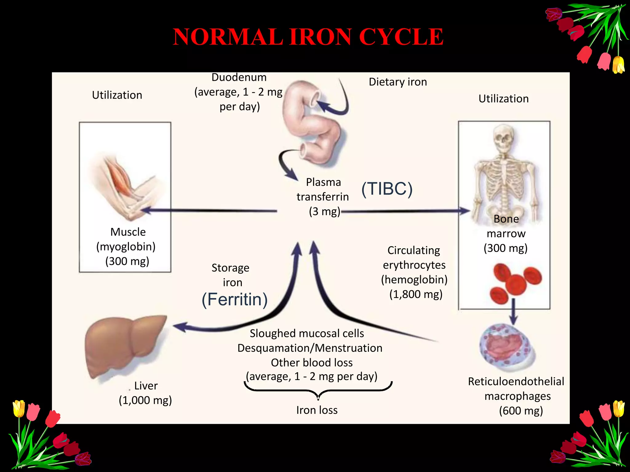 Anemia in pregnancy &role of parenteral iron therapy | PPT