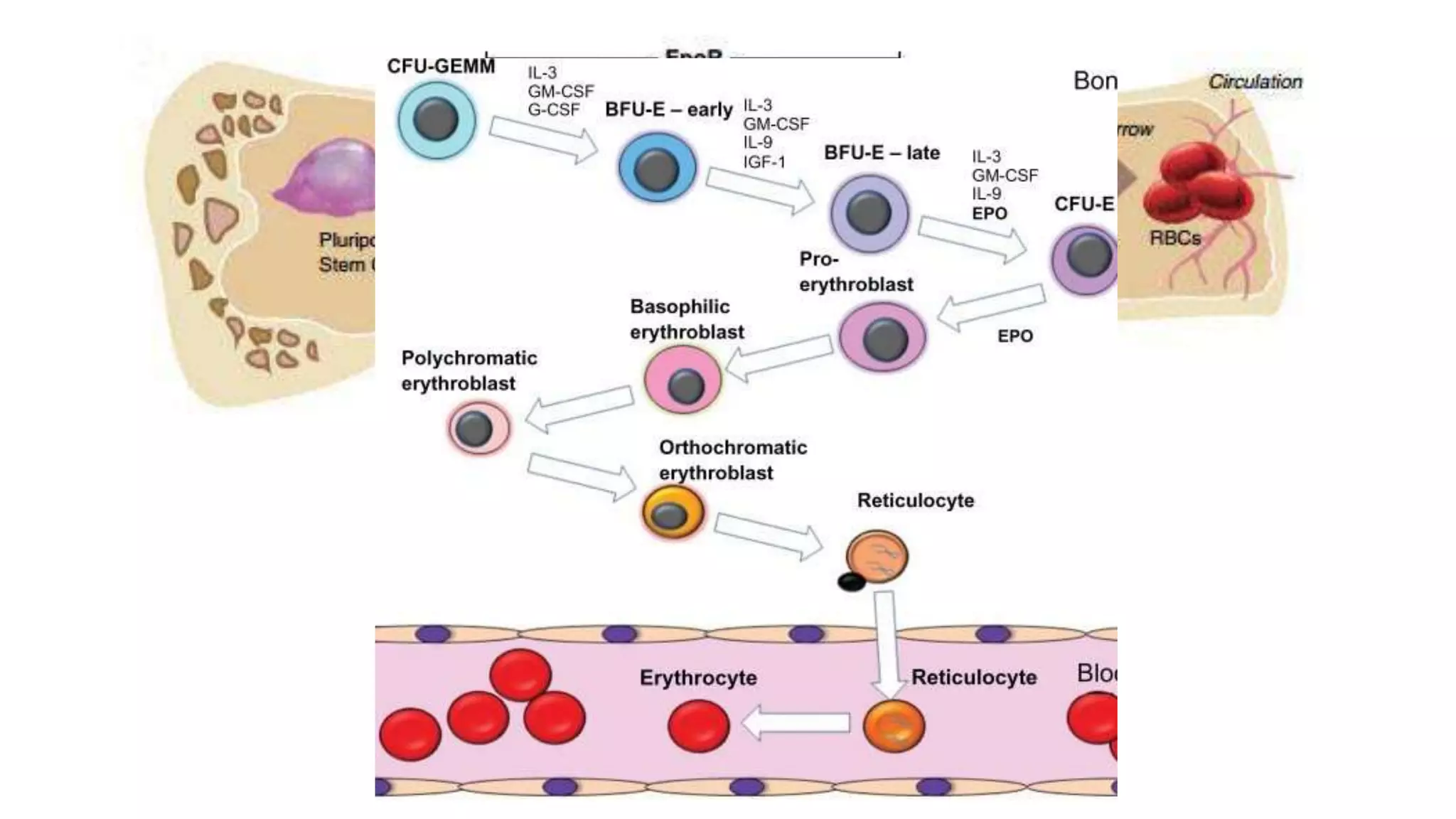Anemia in sle pregnant | PPT