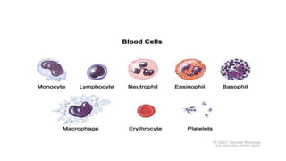 Anemia in Surgery.pptx