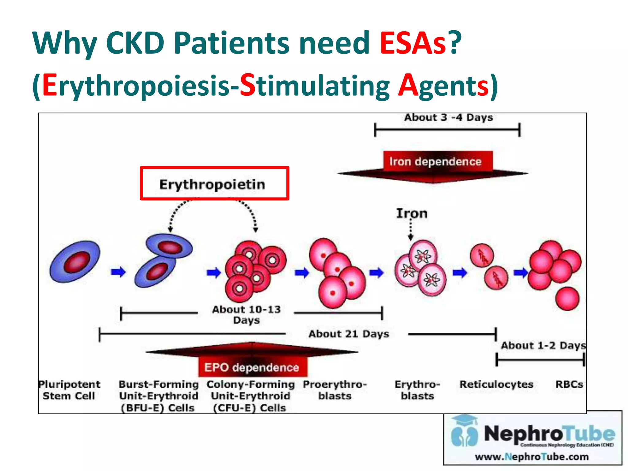Anemia management in CKD (ESA Therapy) - Dr. Gawad | PPT