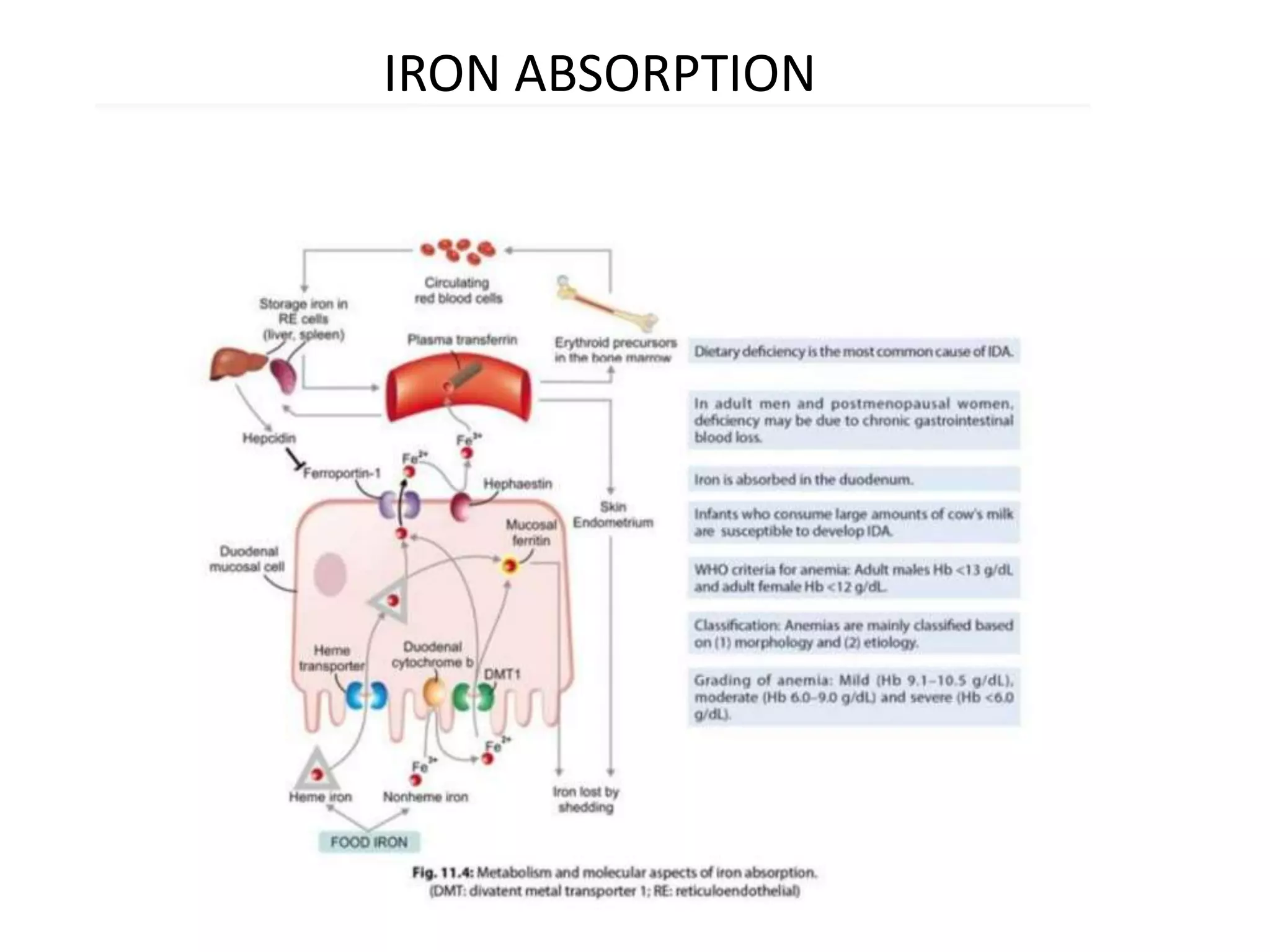 anemia (medicine).pptx | Blood Disorders | Diseases and Conditions