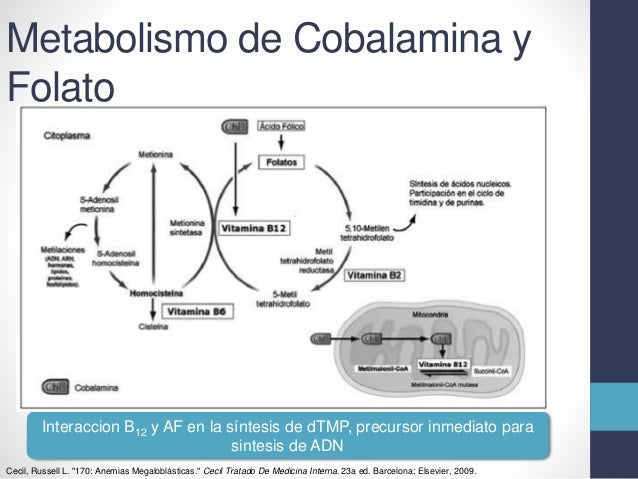 Anemia megaloblástica
