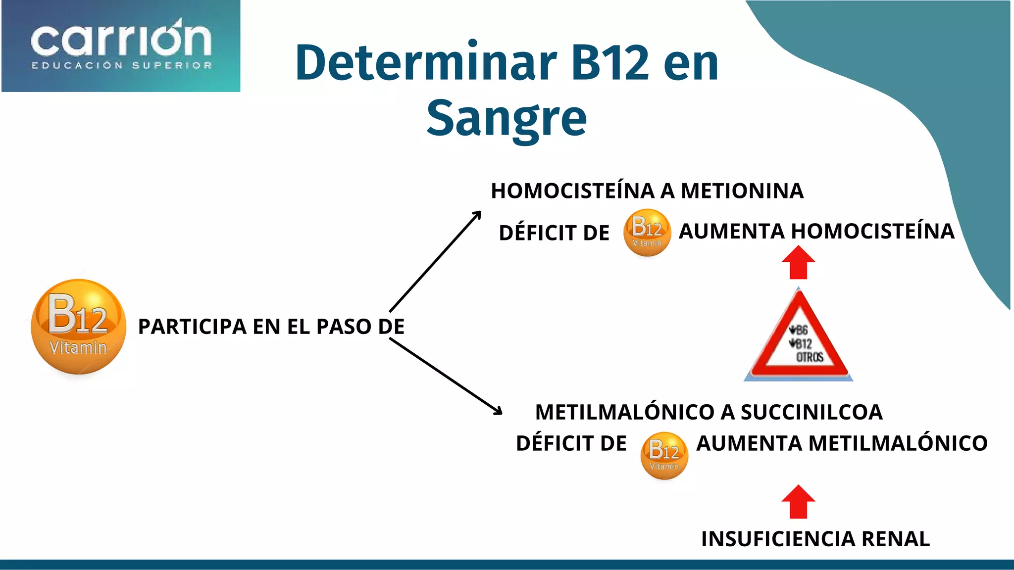 Anemia por déficit de vitamina b12 y Ácido fólico | PDF