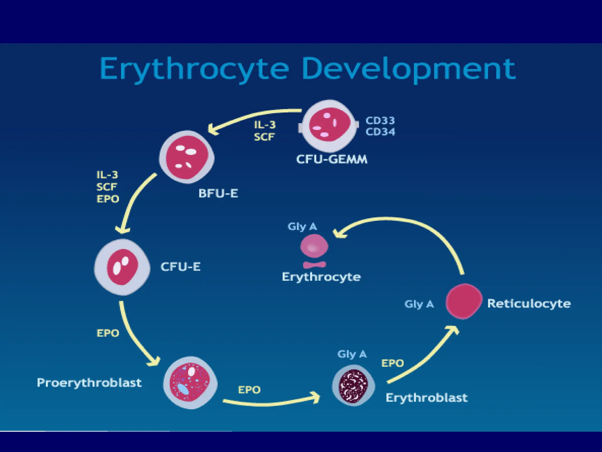 Iron deficiency anemia , overview, management | PPT