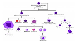 Anemia Presentation, introduction, causes (1) (2).pptx