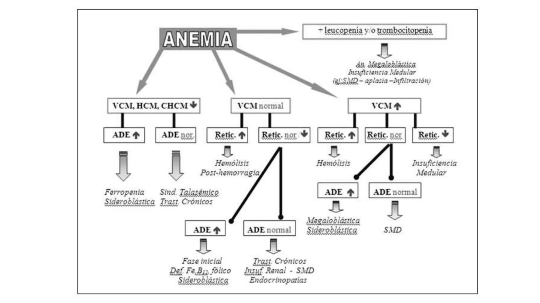 Anemias Perfil Del Paciente Pptx