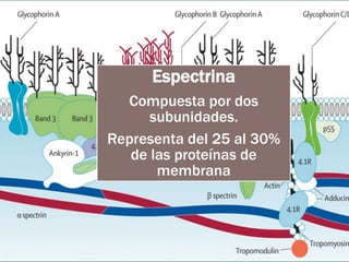 Anemias hemolíticas causadas por trastornos de la membrana | PPTX