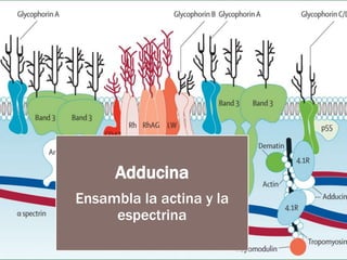 Anemias hemolíticas causadas por trastornos de la membrana | PPTX