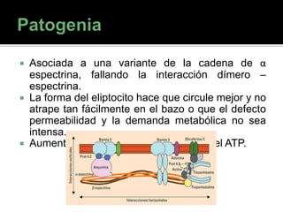 Anemias hemolíticas por defecto de membrana 1 | PPT