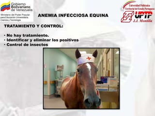 anemia infecciosa equina.pptx medicina veterinaria | PPTX