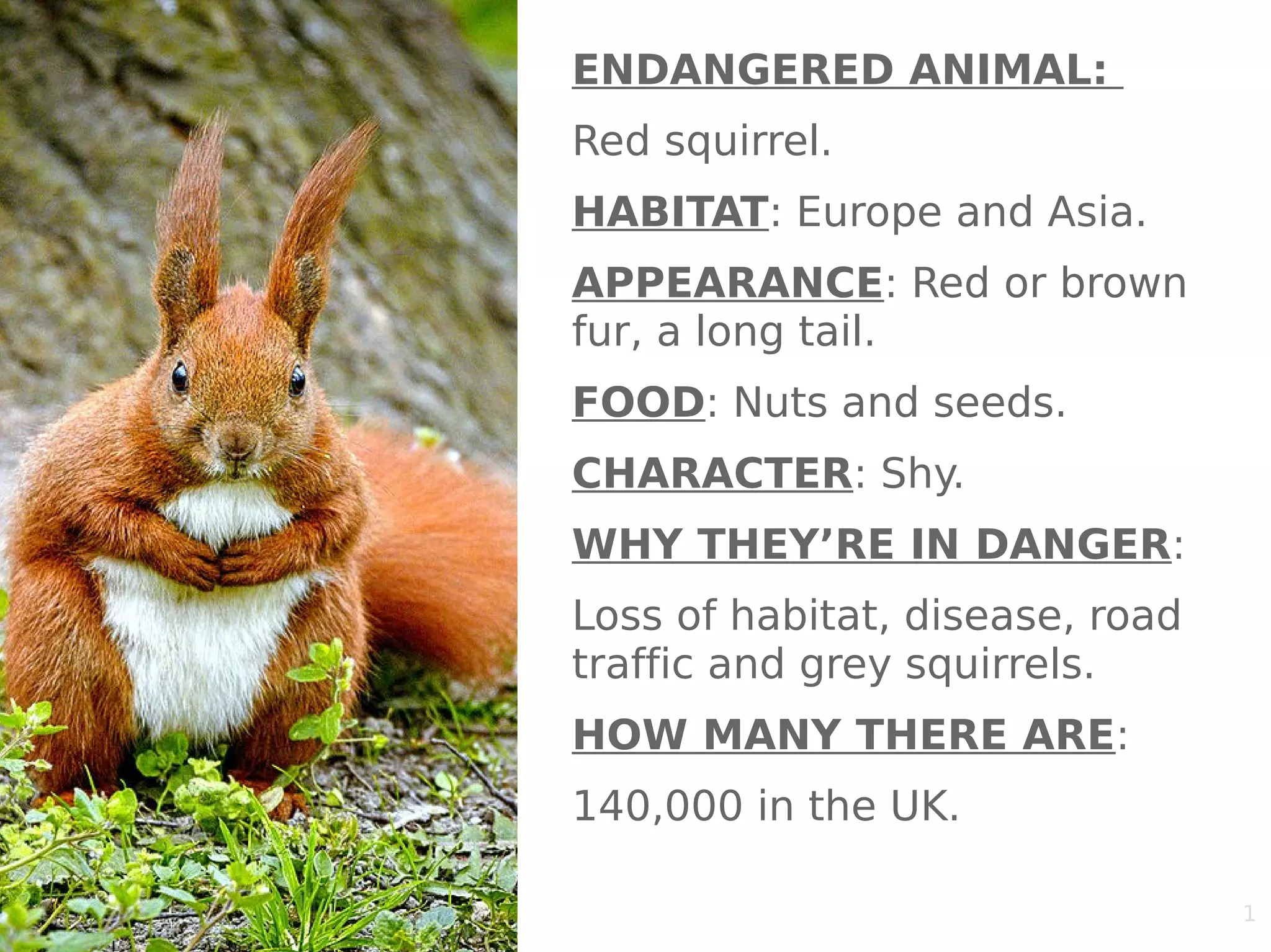 An endangered animal presentation | ODP