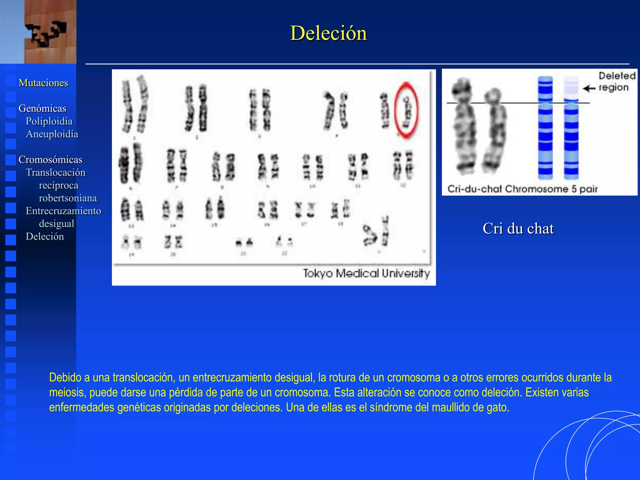ANEPLOIDIA.ppt