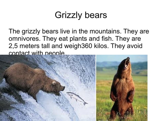 Aner animals | PPT | Free Download