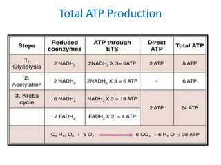 Anerobic & aerobic respiration | PPTX