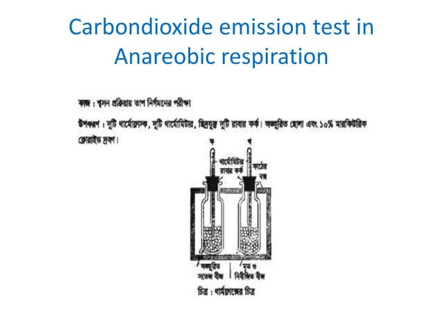 Anerobic & aerobic respiration | PPTX