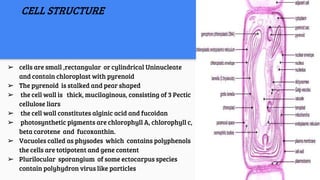 Ectocarpus | PPTX