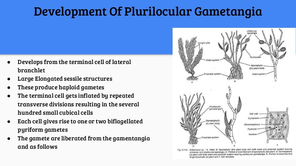 Ectocarpus Diagram