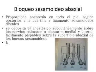 Anestesia regional-de-las-extremidades-del-caballo | PPTX