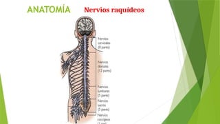 ANESTESIA DEL NEUROEJE MD JENNY PILLAJO.pptx