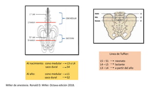 Anatomía Del Saco Dural