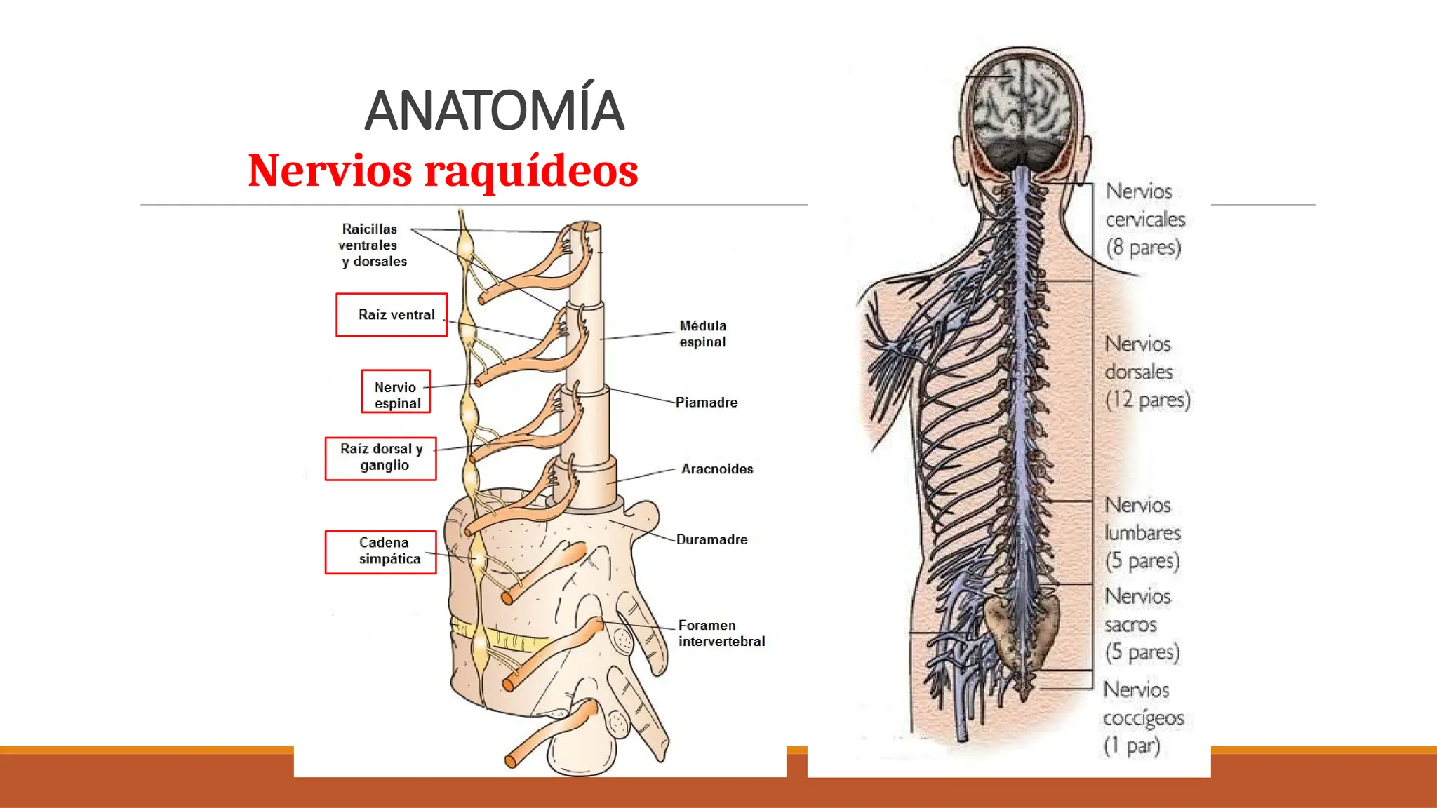 ANESTESIA RAQUIDEA ACTUAL ASPECTOS FISIOLOGICOS.pptx