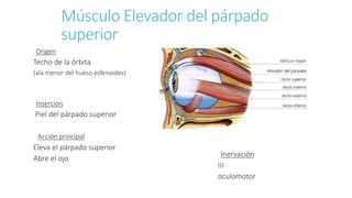 Anestesiología músculos | PPTX