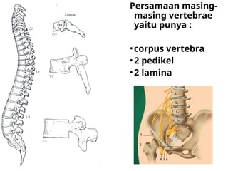Anestesi Spinal part I : dasar-dasar anatomi | PPT