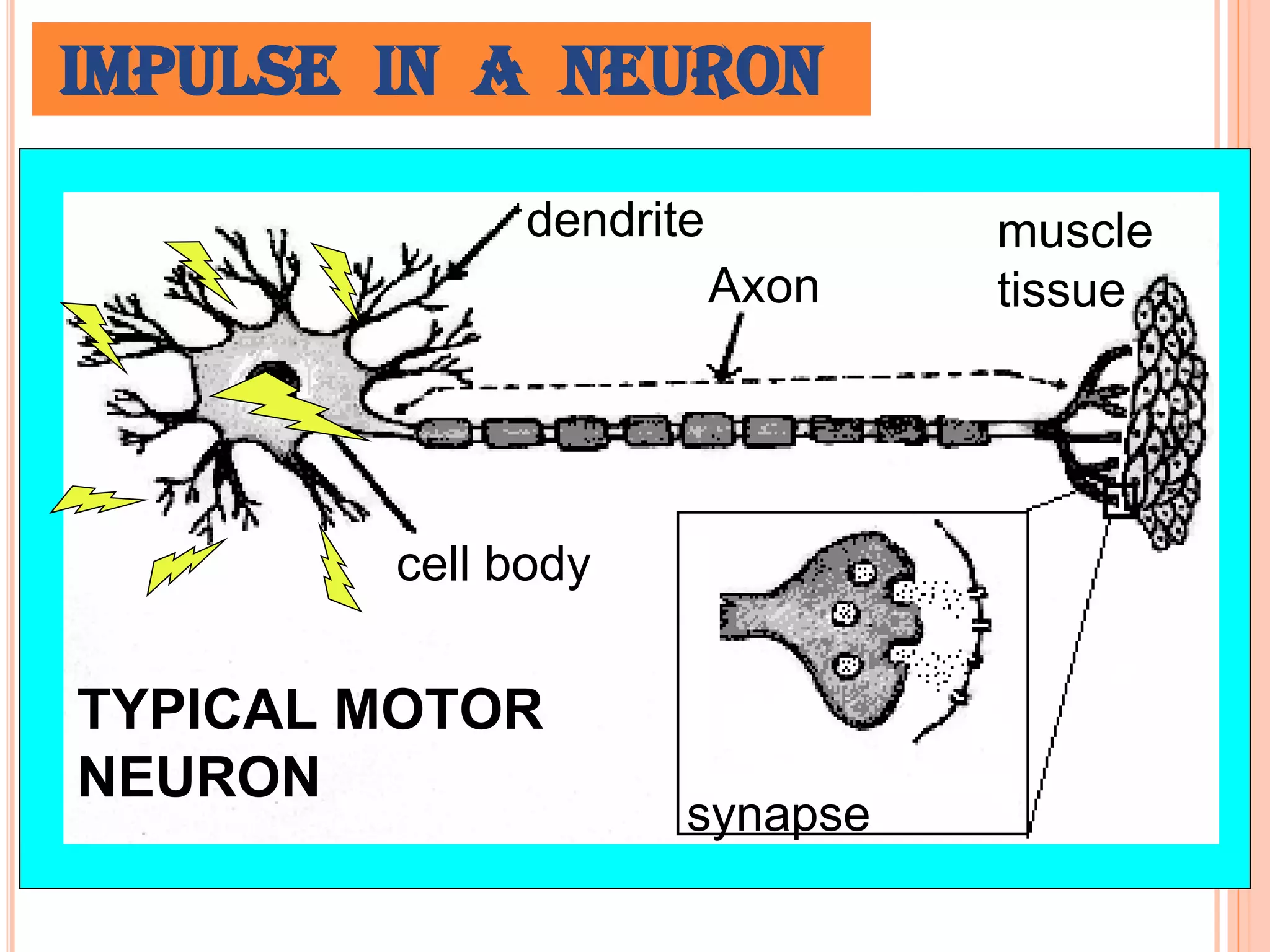 Anesthesia types and complications | PDF