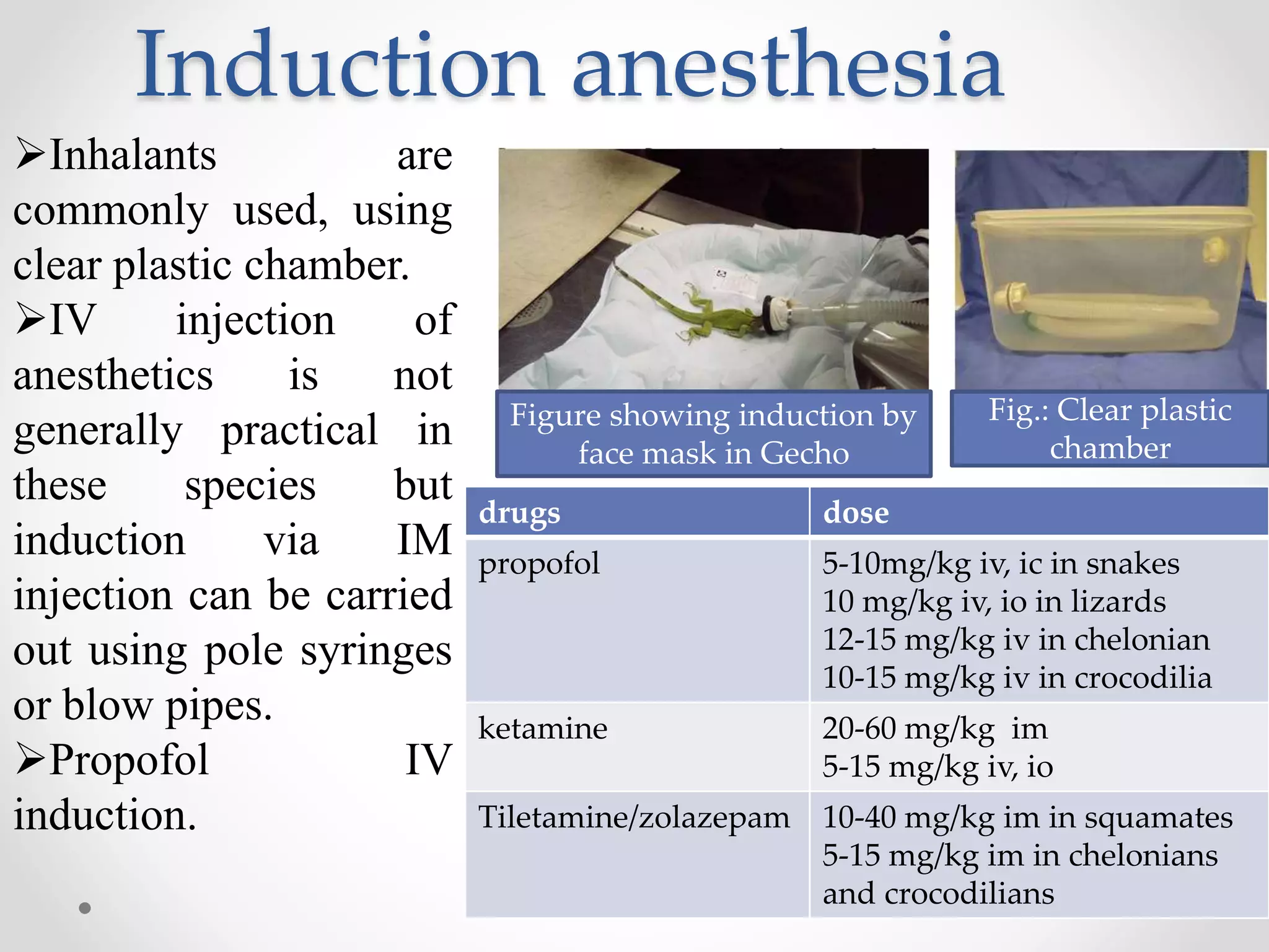 Anesthesia in birds and exotic pet animals | PPTX