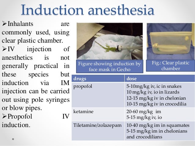 Anesthesia in birds and exotic pet animals