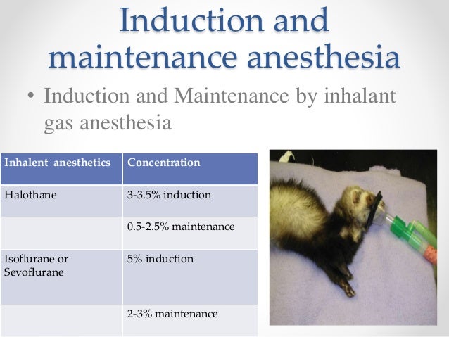 Anesthesia in birds and exotic pet animals