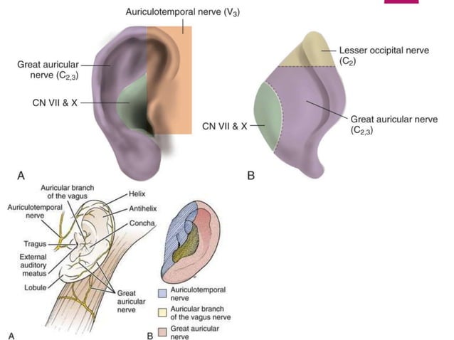 Anesthesia in ENT.pptx | Ear, Nose and Throat Conditions | Diseases and ...