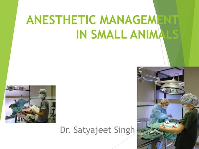 ANAESTHETIC MANAGEMENT IN SMALL ANIMALS | PPT | First Aid | Injuries