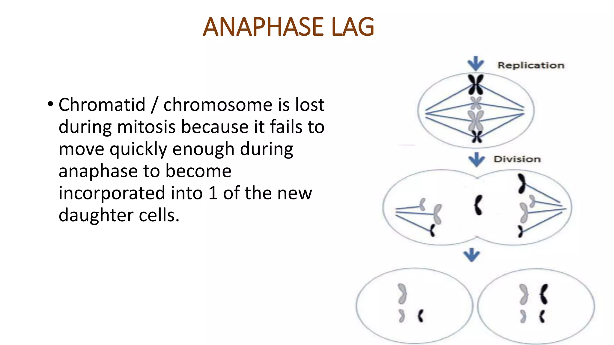 Aneuploidy screening Aneuploidy screening | PPTX
