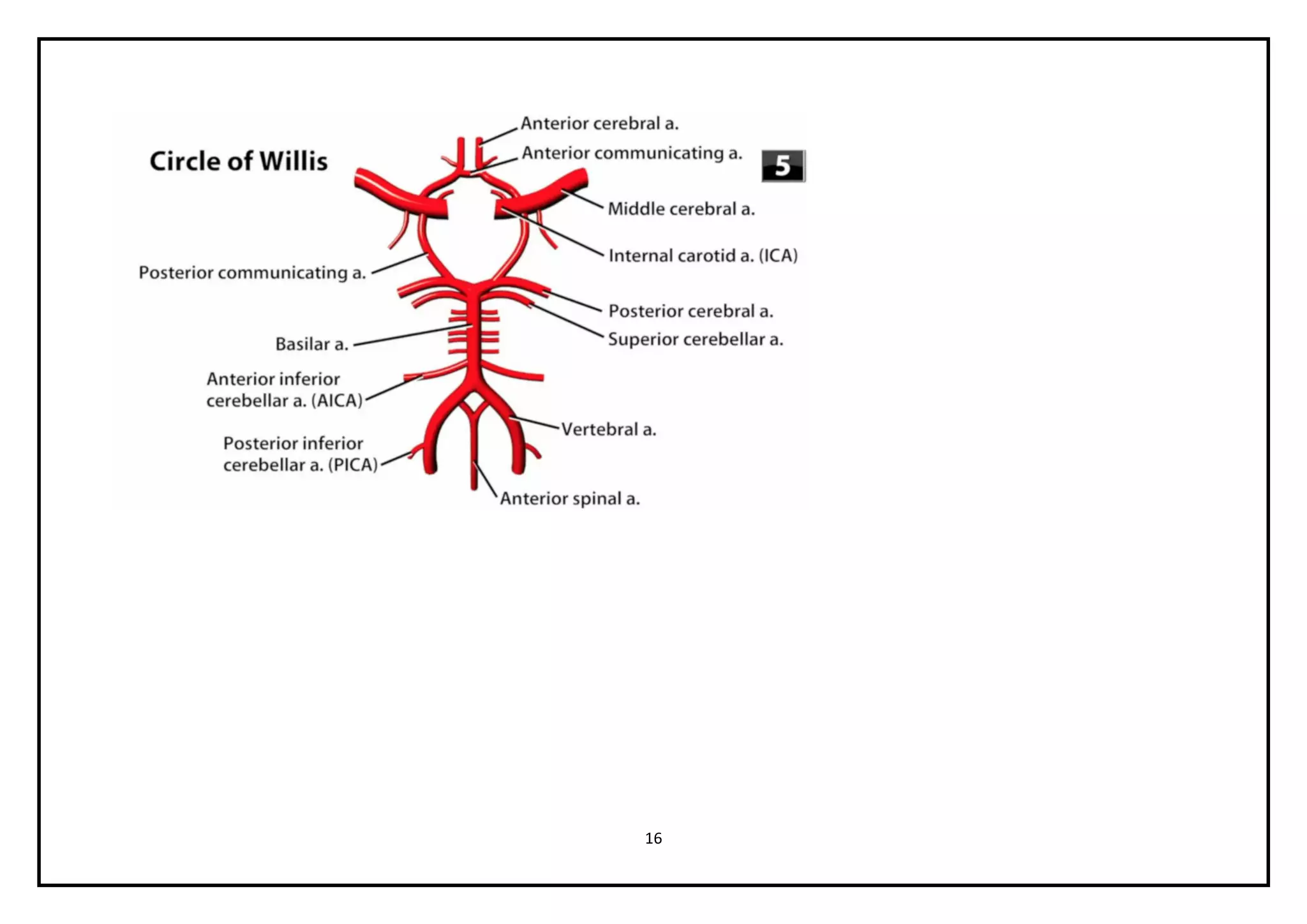 CASE PRESENTATION ON ANTERIOR COMMUNICATING ARTERY ANEURYSM(ACOM ...