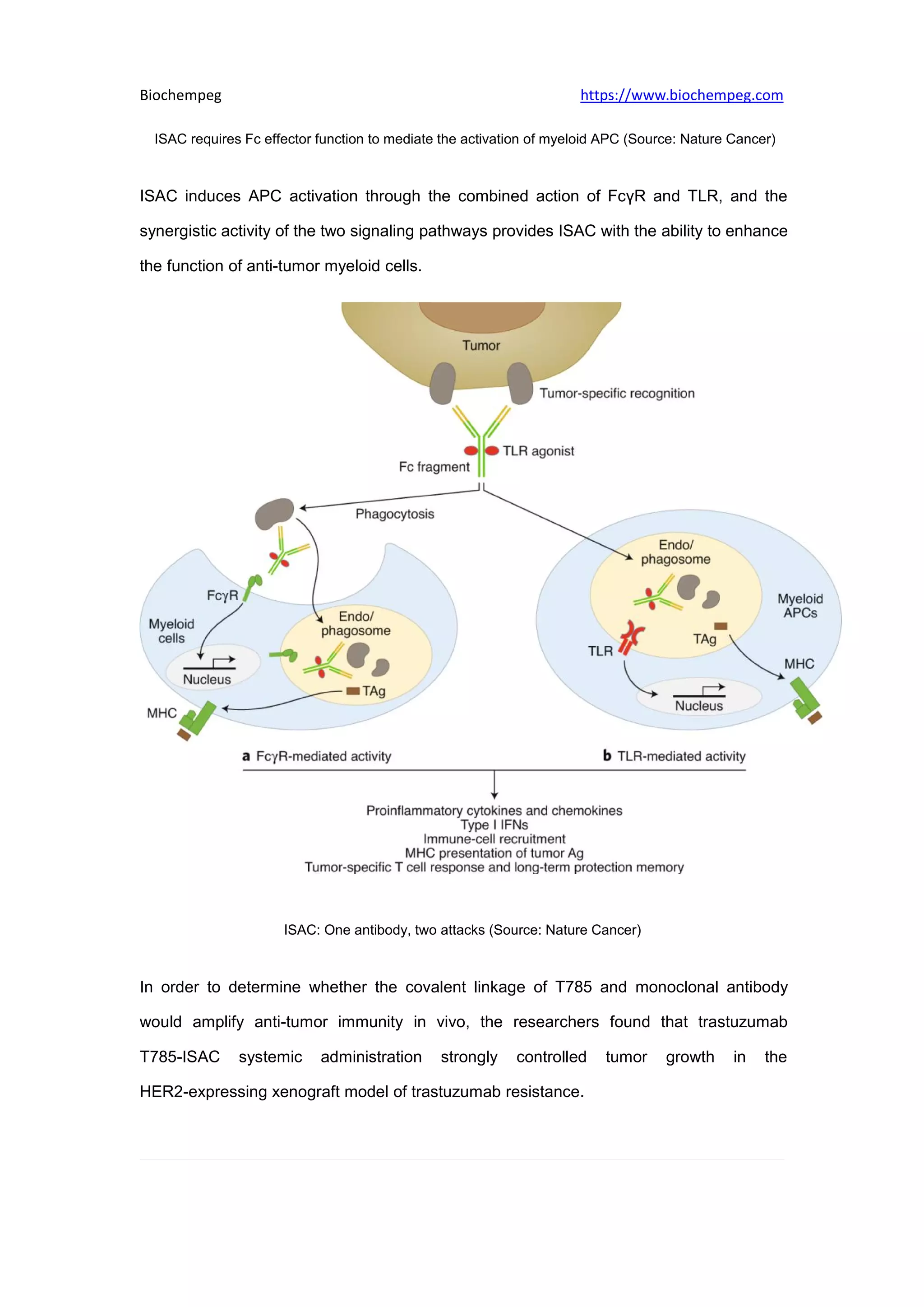 A new generation of cancer immunotherapy called isac can achieve ...
