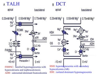 A new perspective on hypermagnesemia | PPT