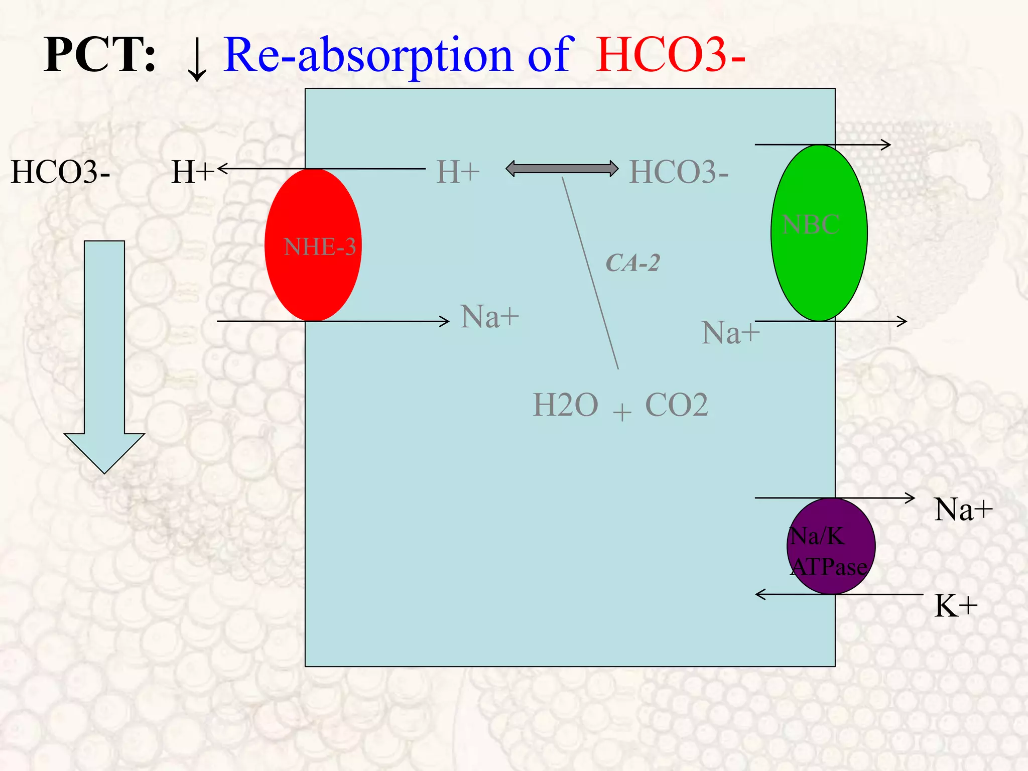 A new perspective on metabolic alkalosis | PPTX