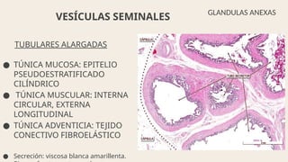 histologia del aparato reproductor masculino | PPTX