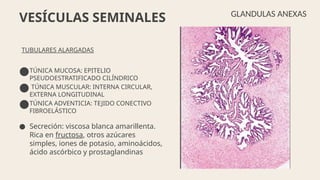 histologia del aparato reproductor masculino | PPTX