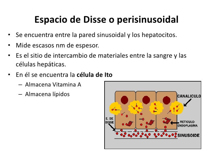 Glándulas Anexas al Aparato Digestivo