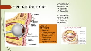 anexo del globo ocular anatomía básica t.pptx | Eye and Vision Conditions | Diseases and Conditions
