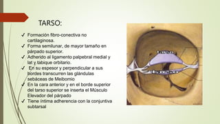 anexo del globo ocular anatomía básica t.pptx