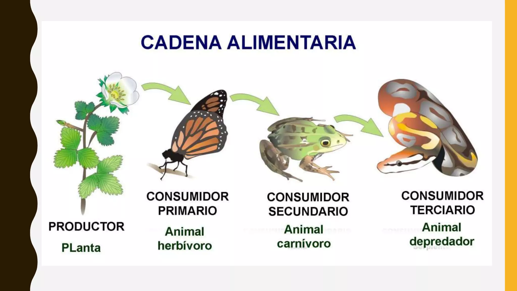 ANEXO- EJEMPLOS DE CADENAS ALIMENTICIAS.ppt