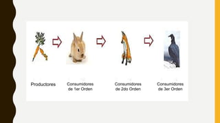 ANEXO- EJEMPLOS DE CADENAS ALIMENTICIAS.ppt