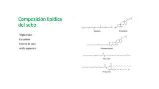 Los anexos cutáneos son estructuras especializadas derivadas de la ...