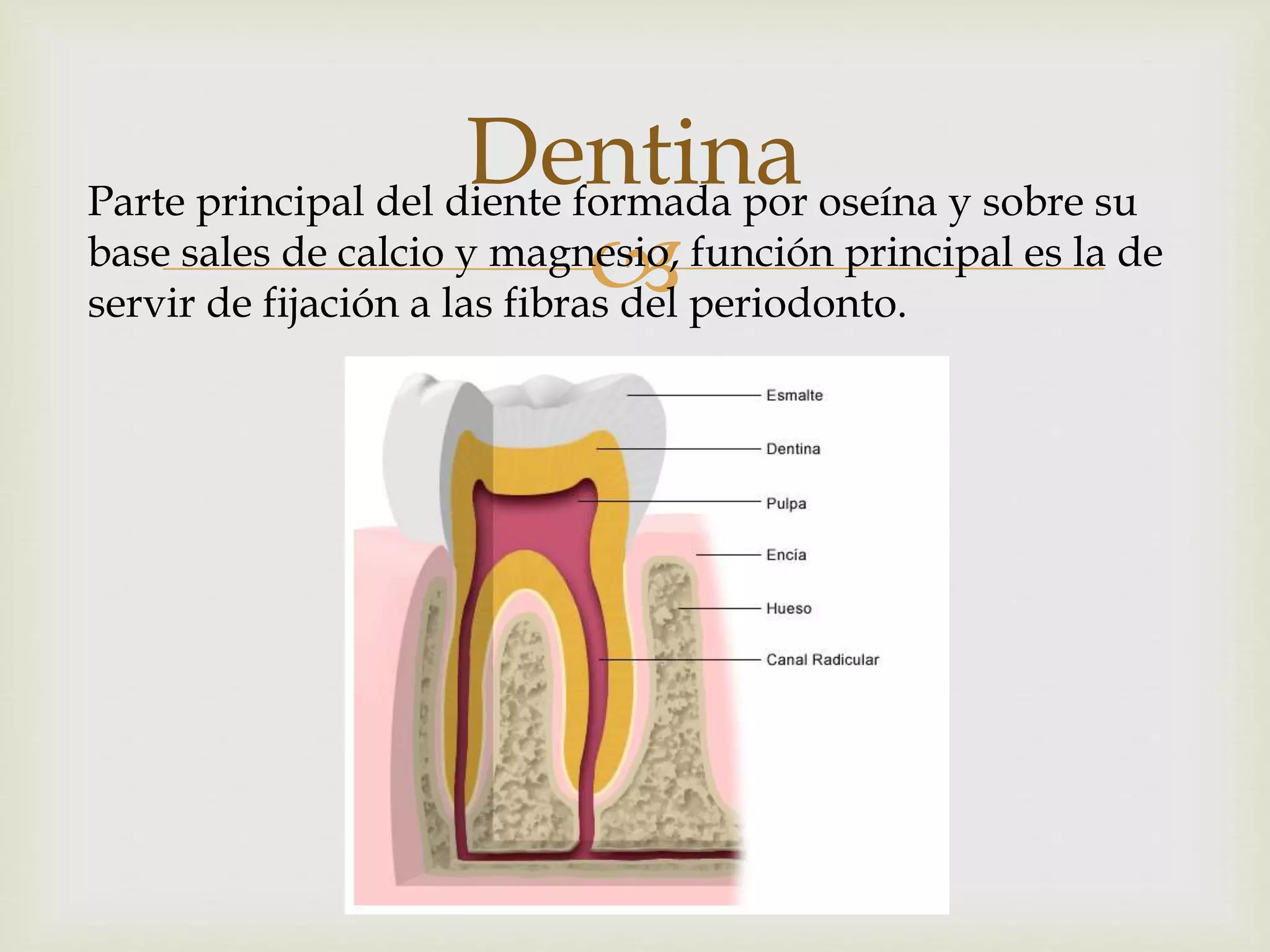 Anexos de la boca anatomia | PPTX