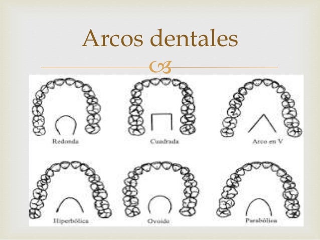 Anexos de la boca anatomia